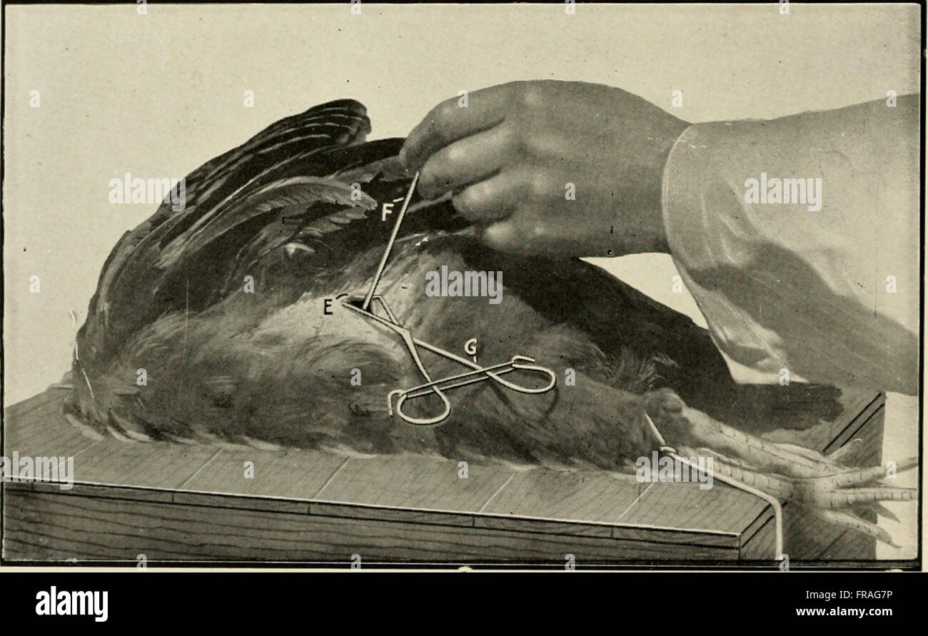 This 1914 text provides detailed instructions on animal castration ...