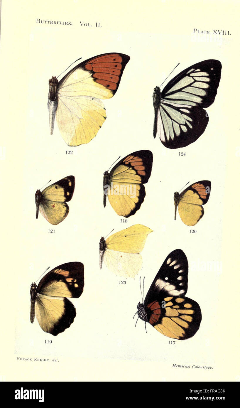 'Butterflies' (Plate XVIII) features detailed illustrations of various butterfly species ...
