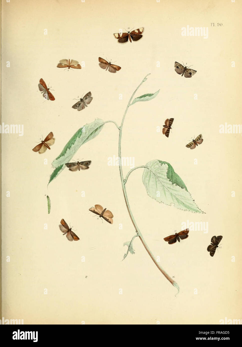 'British Moths and Their Transformations' provides detailed ...