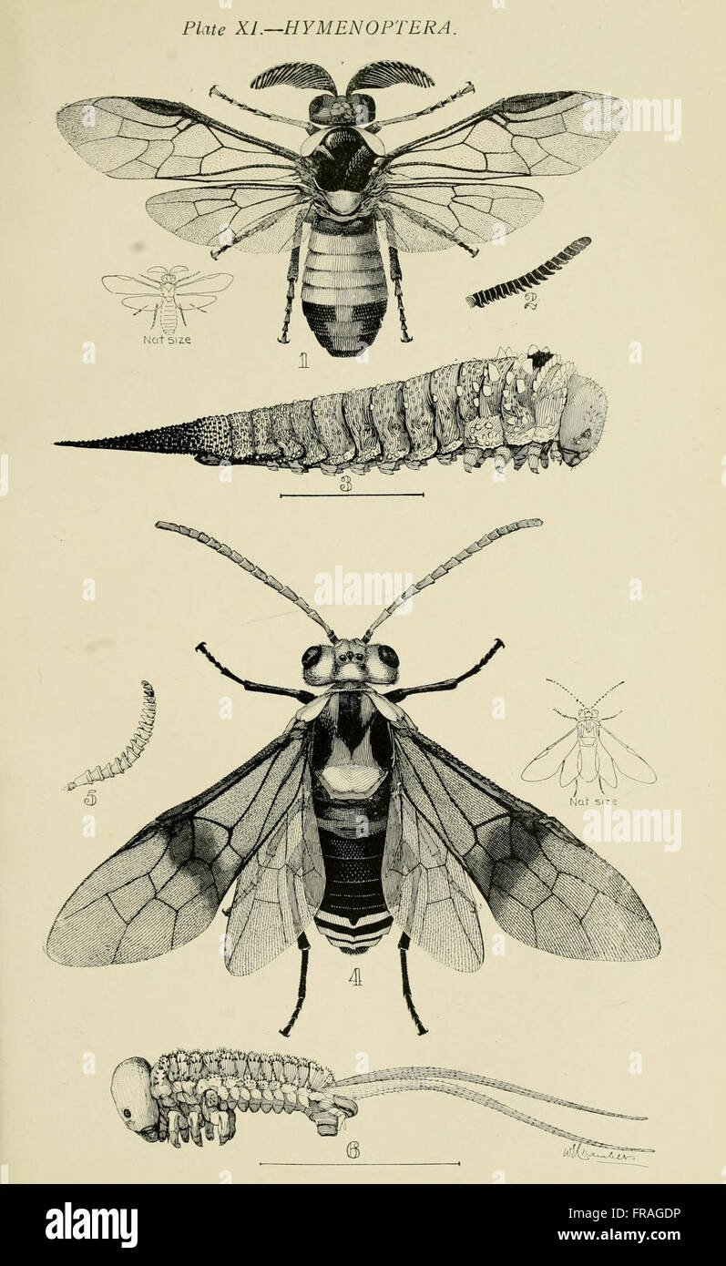 This plate from a publication on Australian insects showcases detailed ...