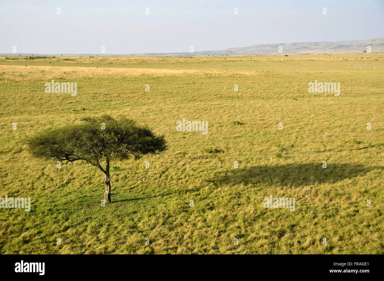 Savannah landscape hi-res stock photography and images - Alamy
