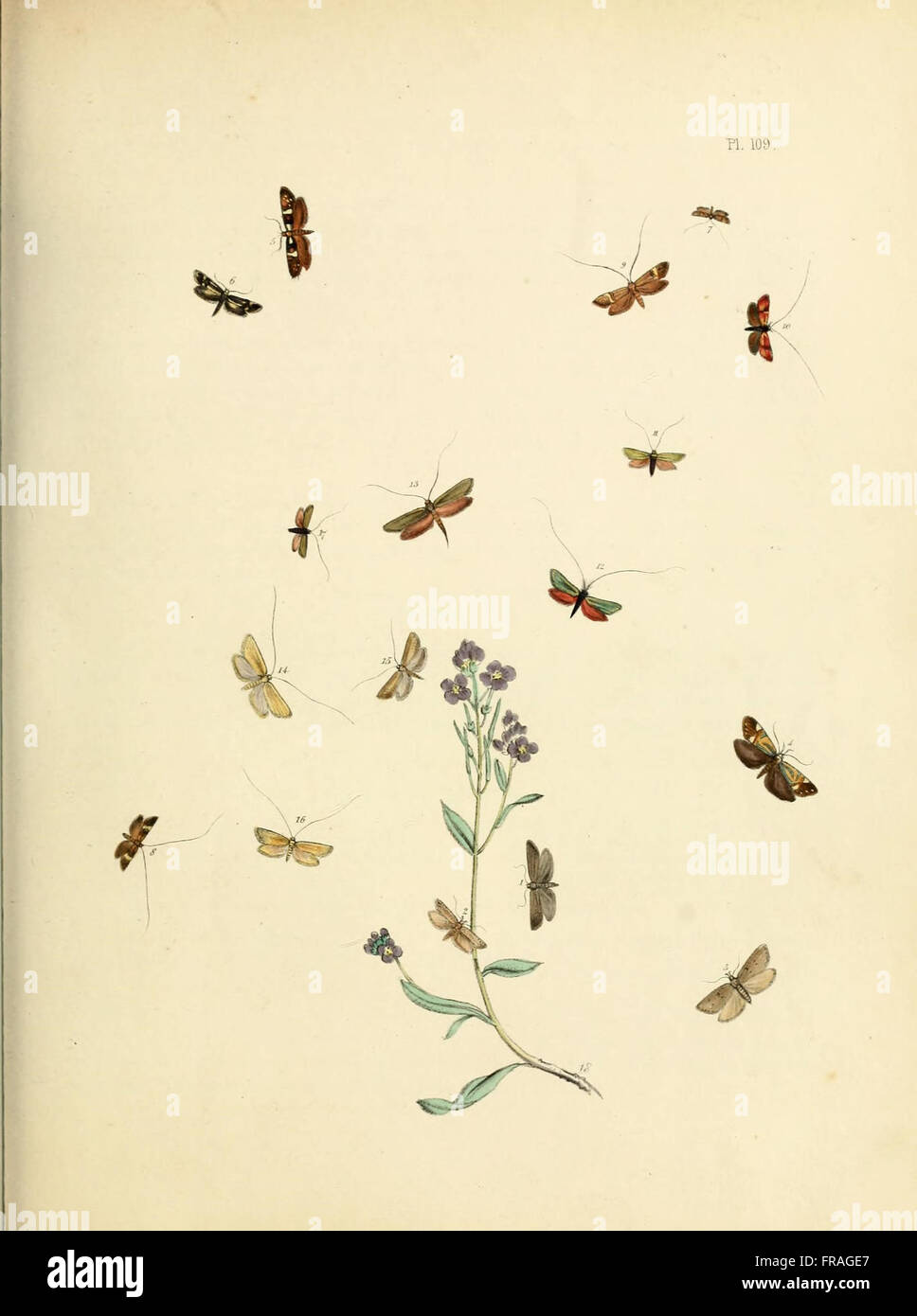 British moths and their transformations (Pl. 109 Stock Photo - Alamy