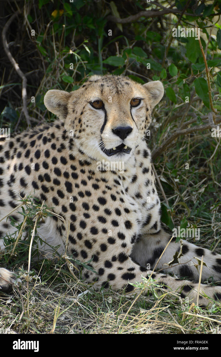 Cheetah tree hi-res stock photography and images - Alamy