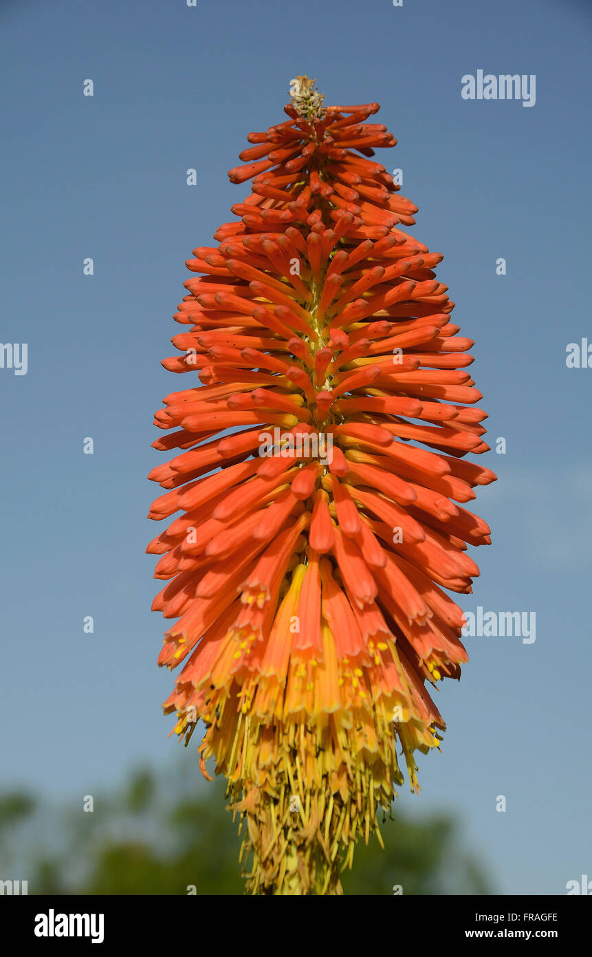 Tritoma uvaria hi-res stock photography and images - Alamy