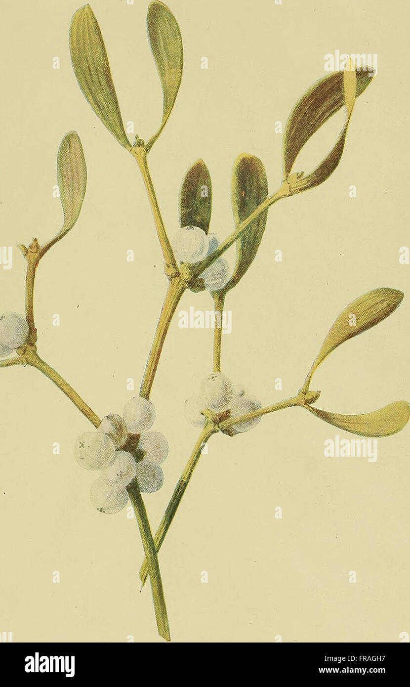 Animal Life and the World of Nature (1902) is a magazine dedicated to ...