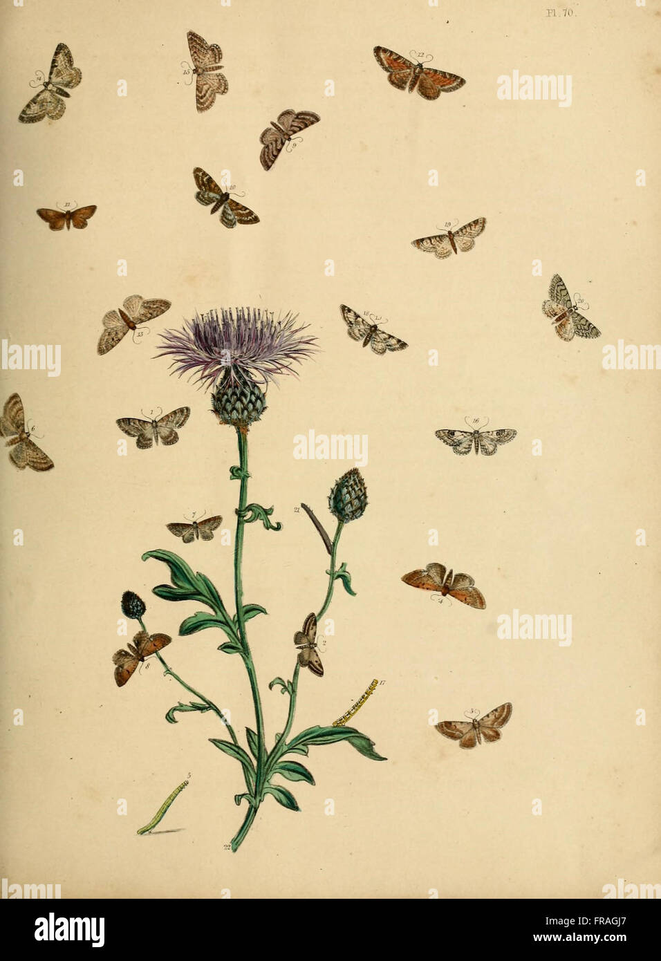 This illustration from 'British Moths and Their Transformations ...