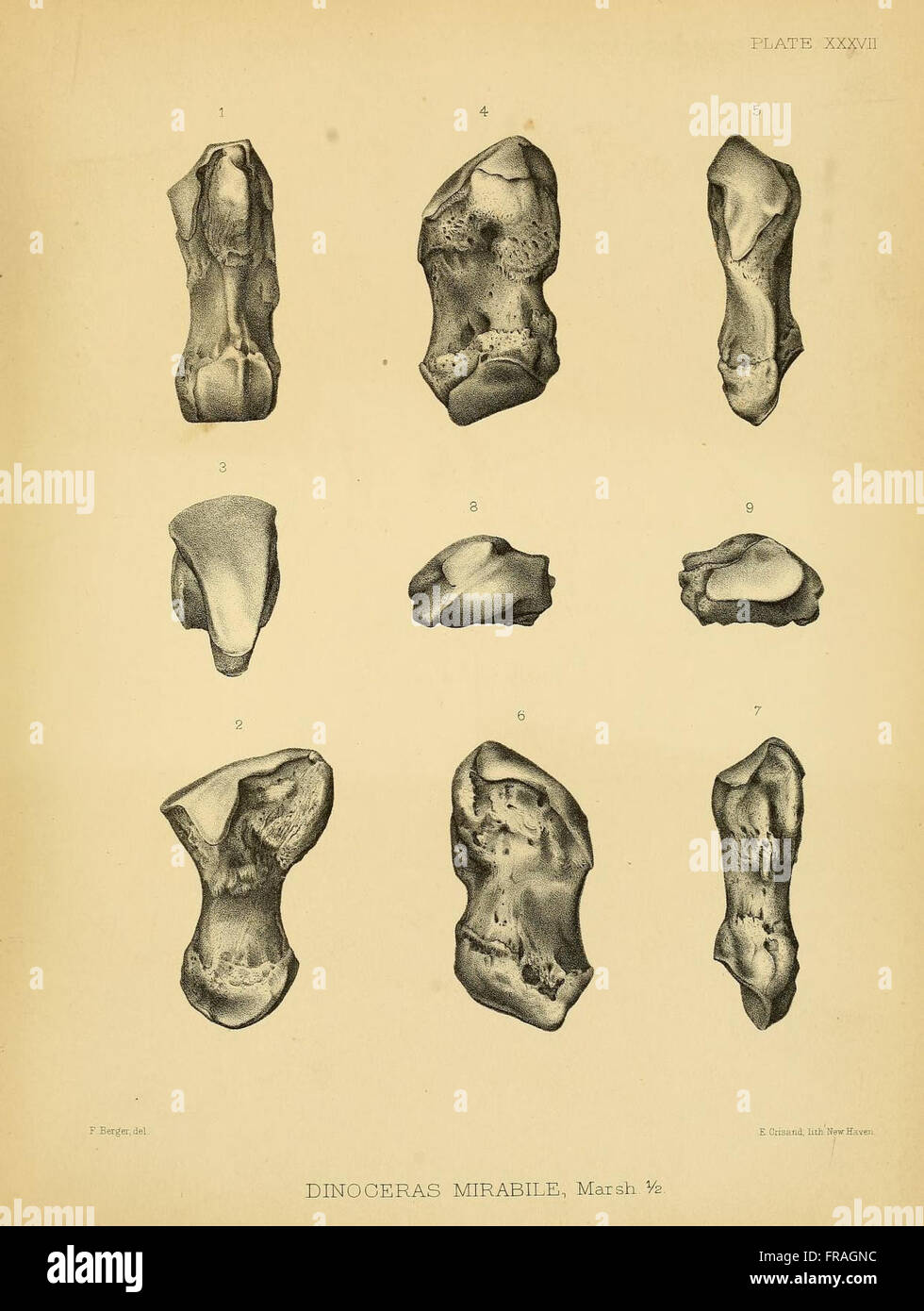 An illustration from 'Dinocerata', featuring a detailed depiction of ...