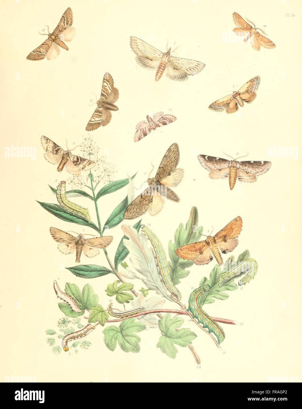 A plate from a book on British moths, showing the various stages of ...