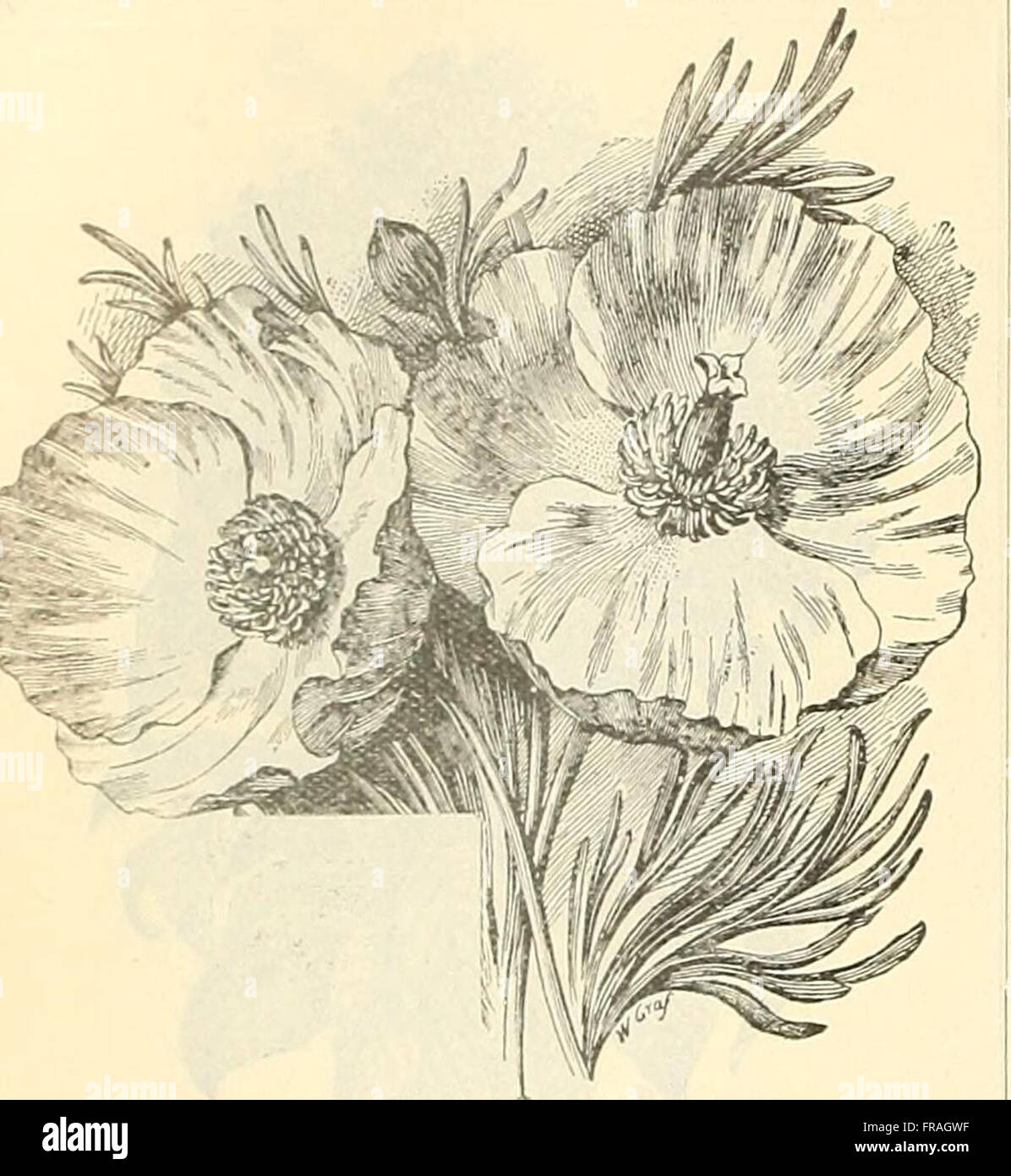 'Dreer's Special December Price List' (1900) outlines flower seeds and ...