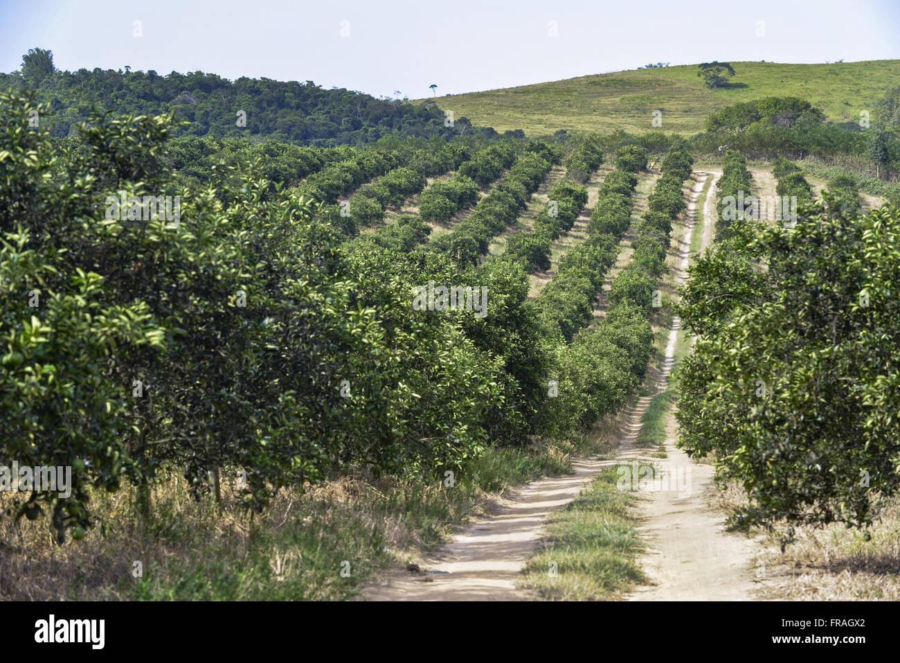 Plantation of citrus farm in the district of Sao Vicente de Paula Stock ...