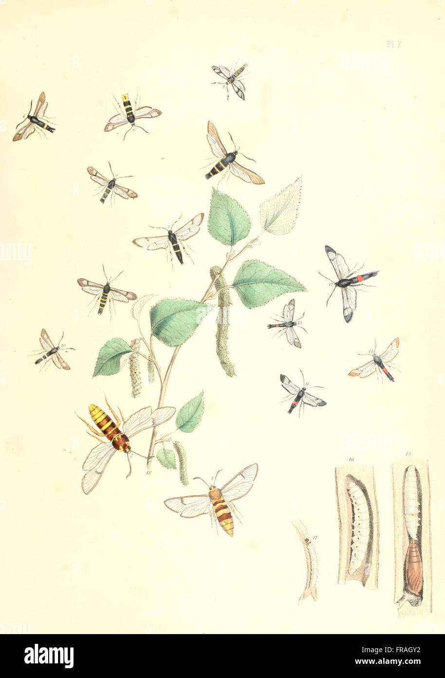 'British Moths and Their Transformations' explores the life cycle ...