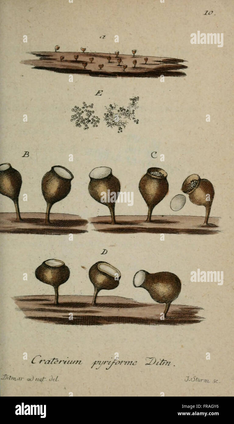 Plate 10 from 'Deutschlands Flora in Abbildungen nach der Natur ...