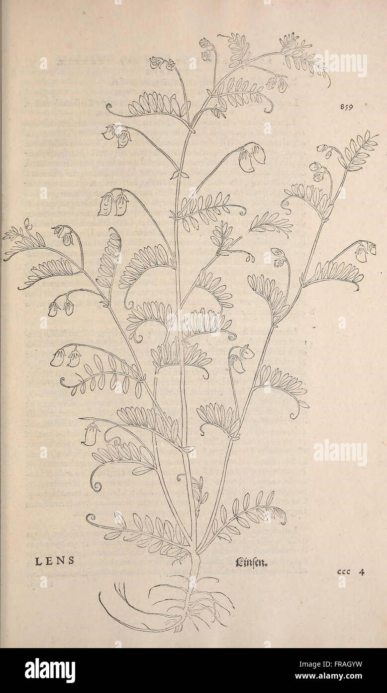 'De Historia Stirpium Commentarii Insignes' is a botanical work by ...
