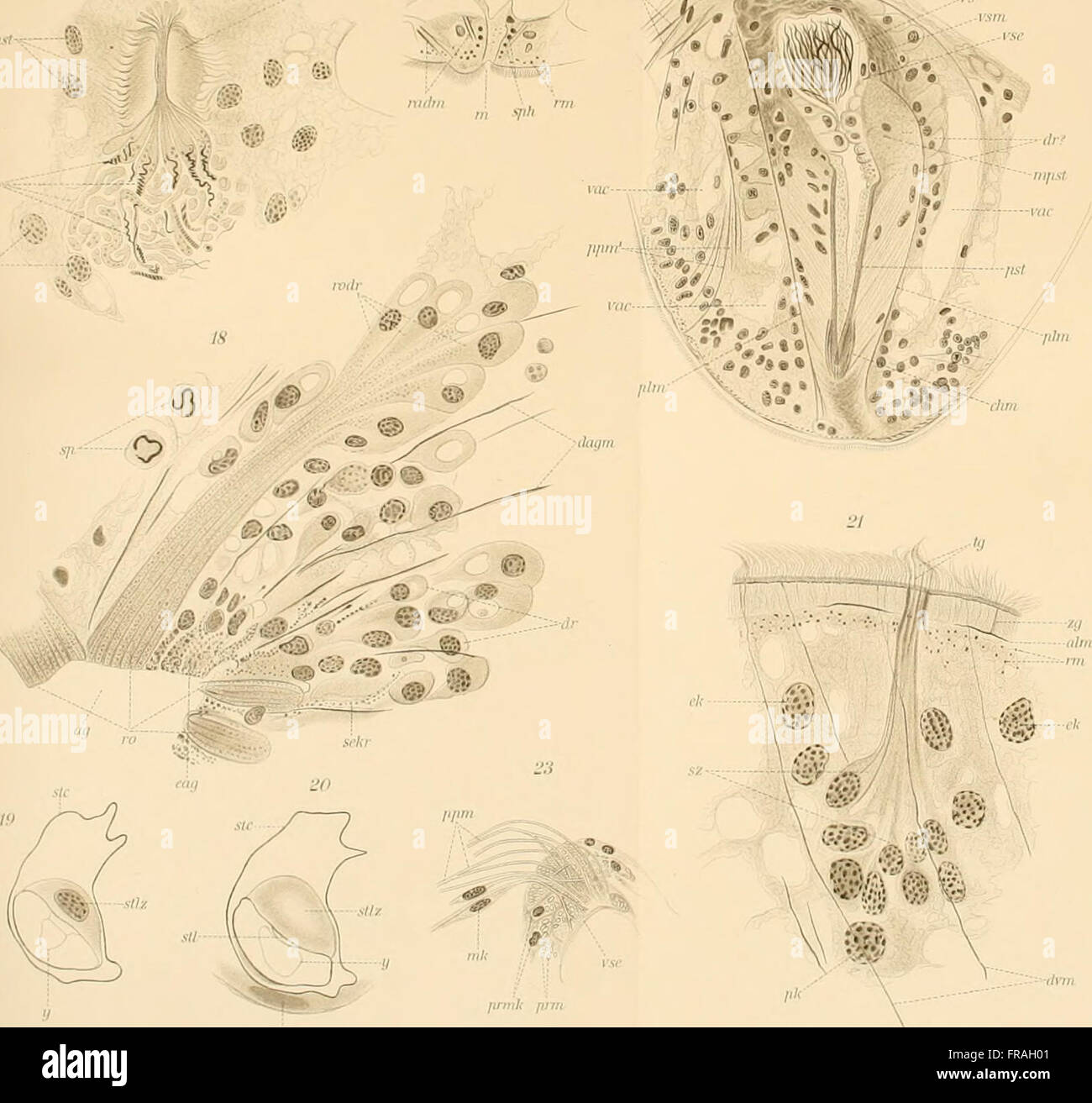 Soc font hi-res stock photography and images - Alamy