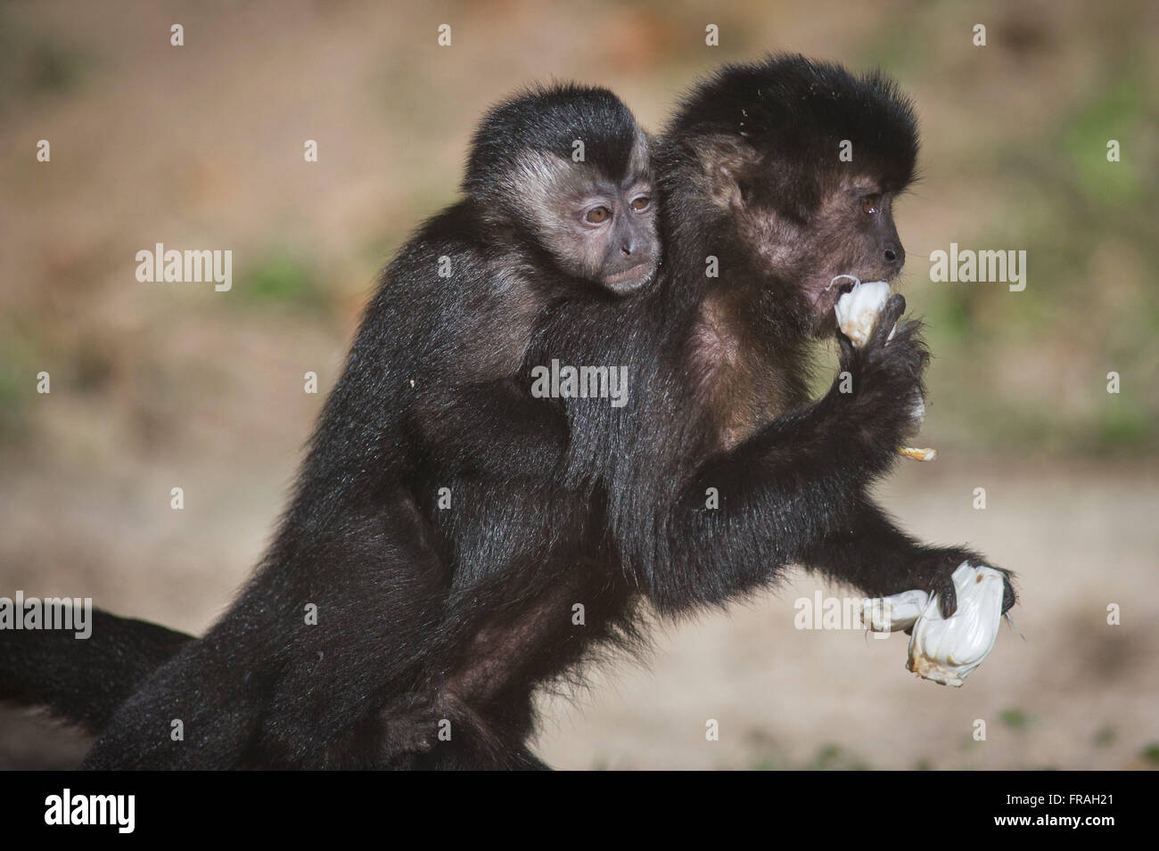 Capuchin monkey with cub eating jackfruit in Jardim Botanico Stock ...