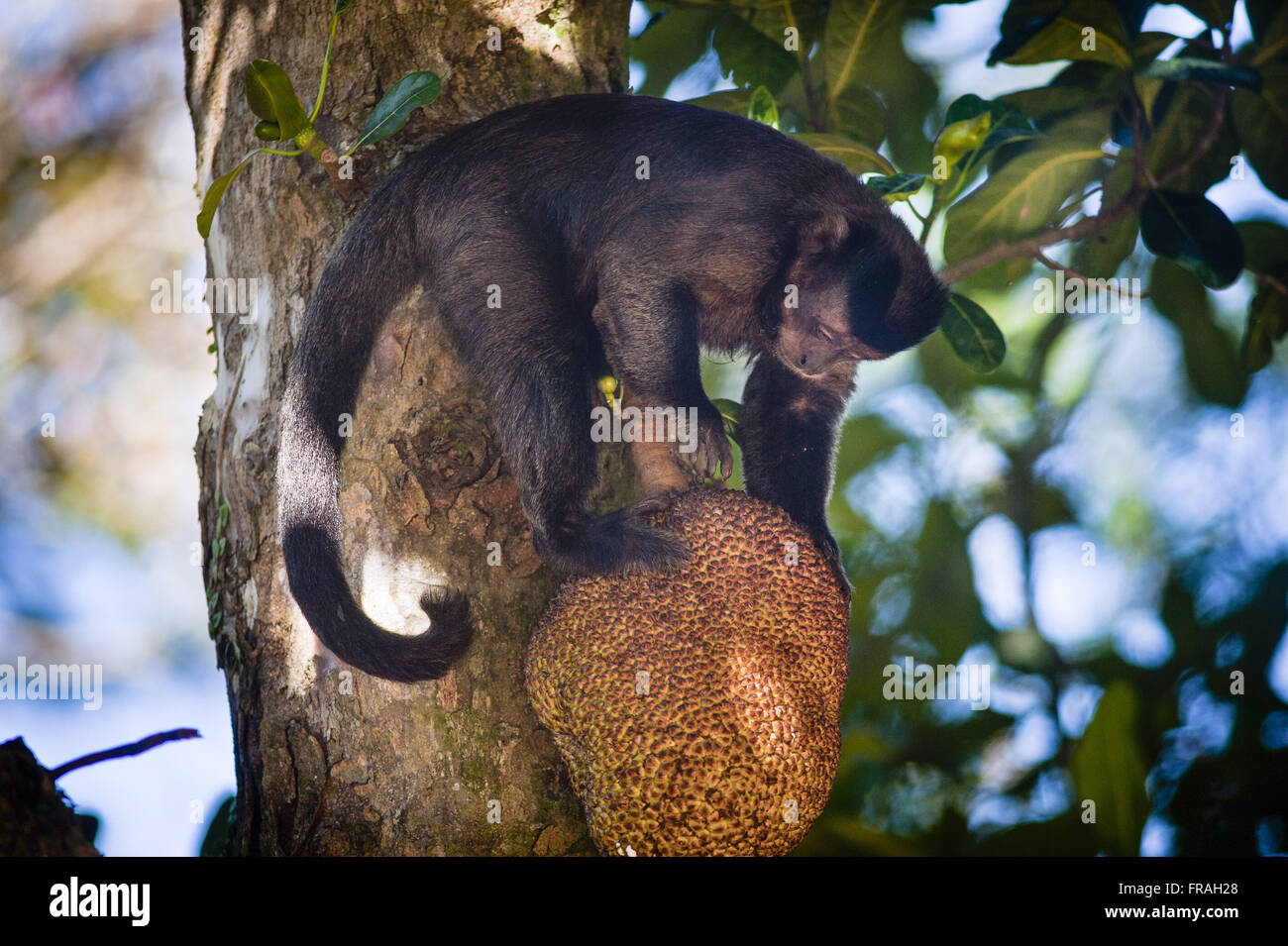Capuchin monkeys eating jackfruit in Jardim Botanico Stock Photo - Alamy