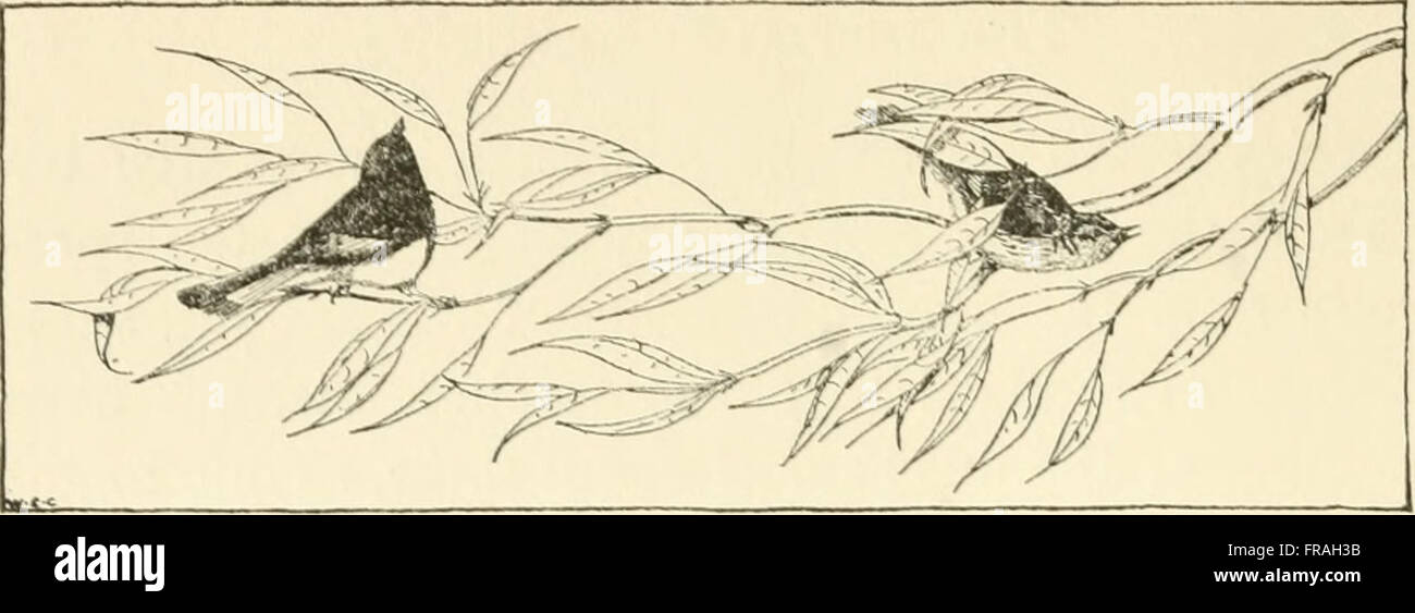 Bird-land echoes; (1896 Stock Photo - Alamy