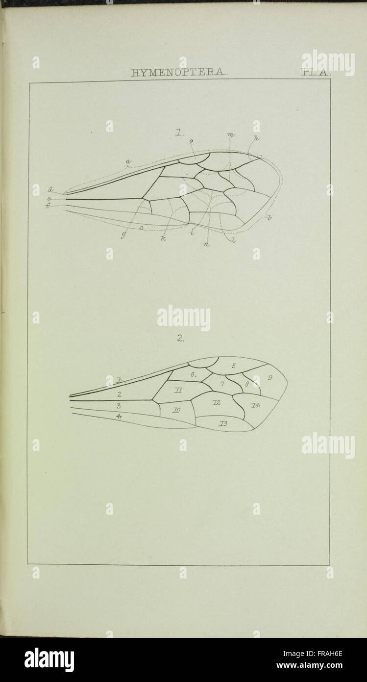 This catalogue presents a detailed listing of British Hymenoptera (bees ...