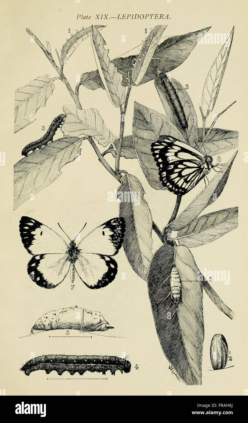 Australian insects (Plate XIX Stock Photo - Alamy