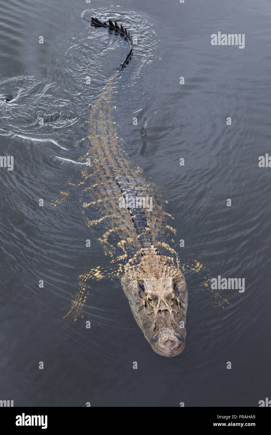 Caiman hi-res stock photography and images - Alamy