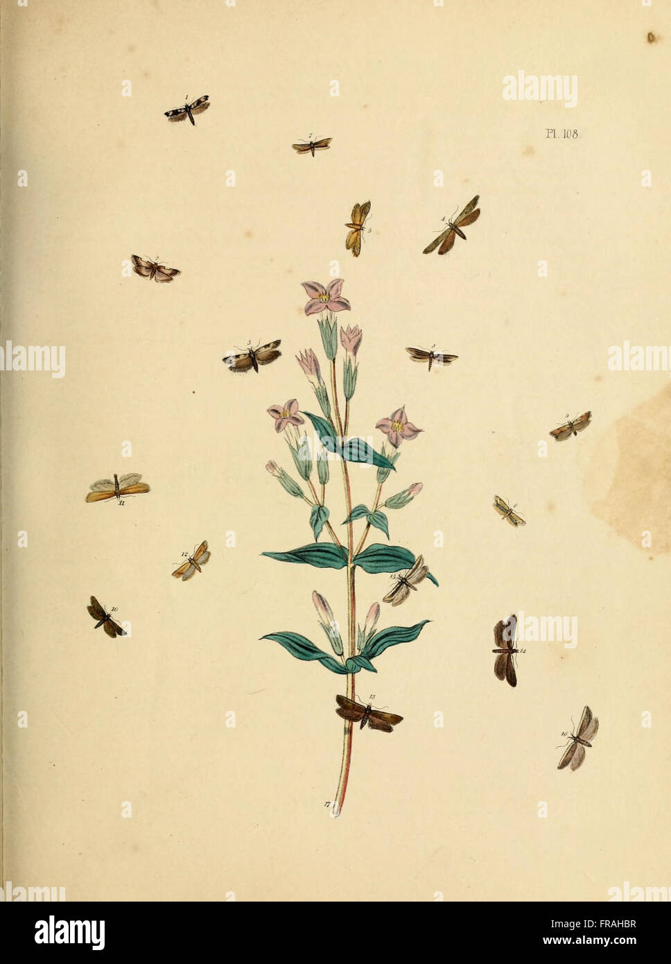 This illustration from 'British Moths and Their Transformations ...