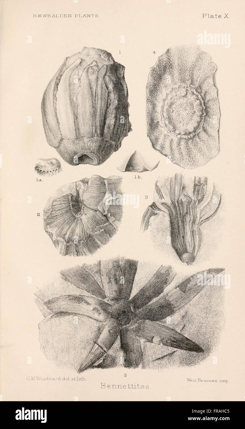 This catalogue features a detailed record of Mesozoic plants held by ...