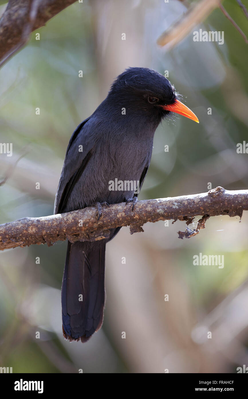 Bird beak-ember also known as cries and cries Umbrella Umbrella-Black ...