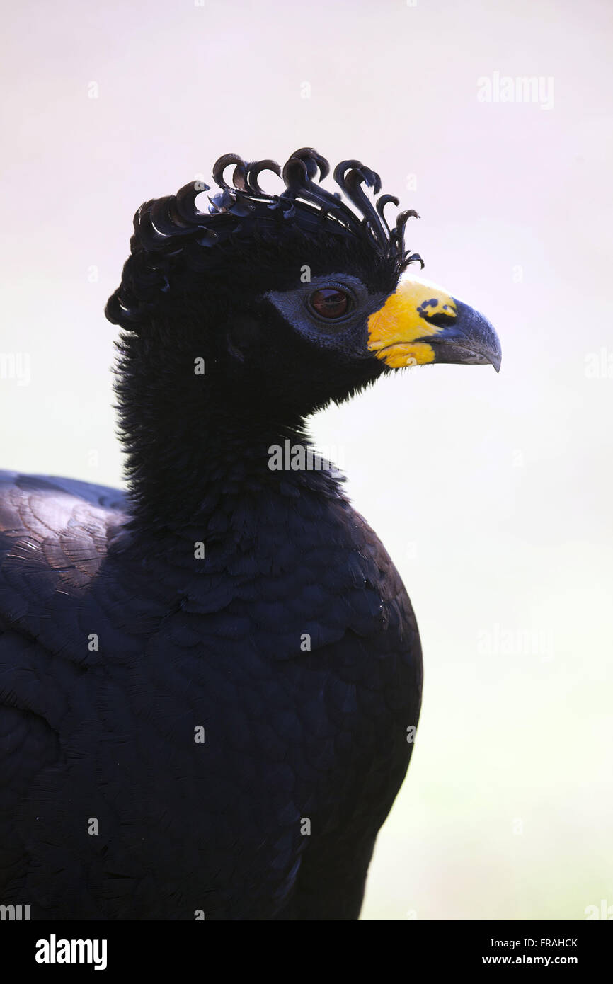 Mutum hi-res stock photography and images - Alamy