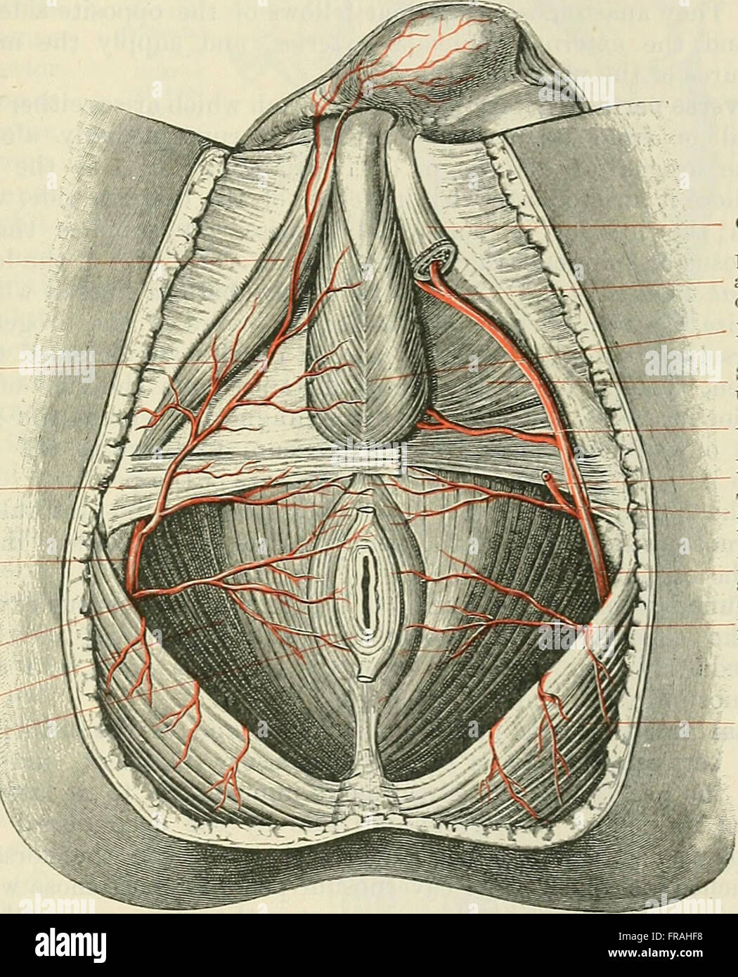 'Cunningham's Text-book of Anatomy' (1914) is an anatomical reference ...