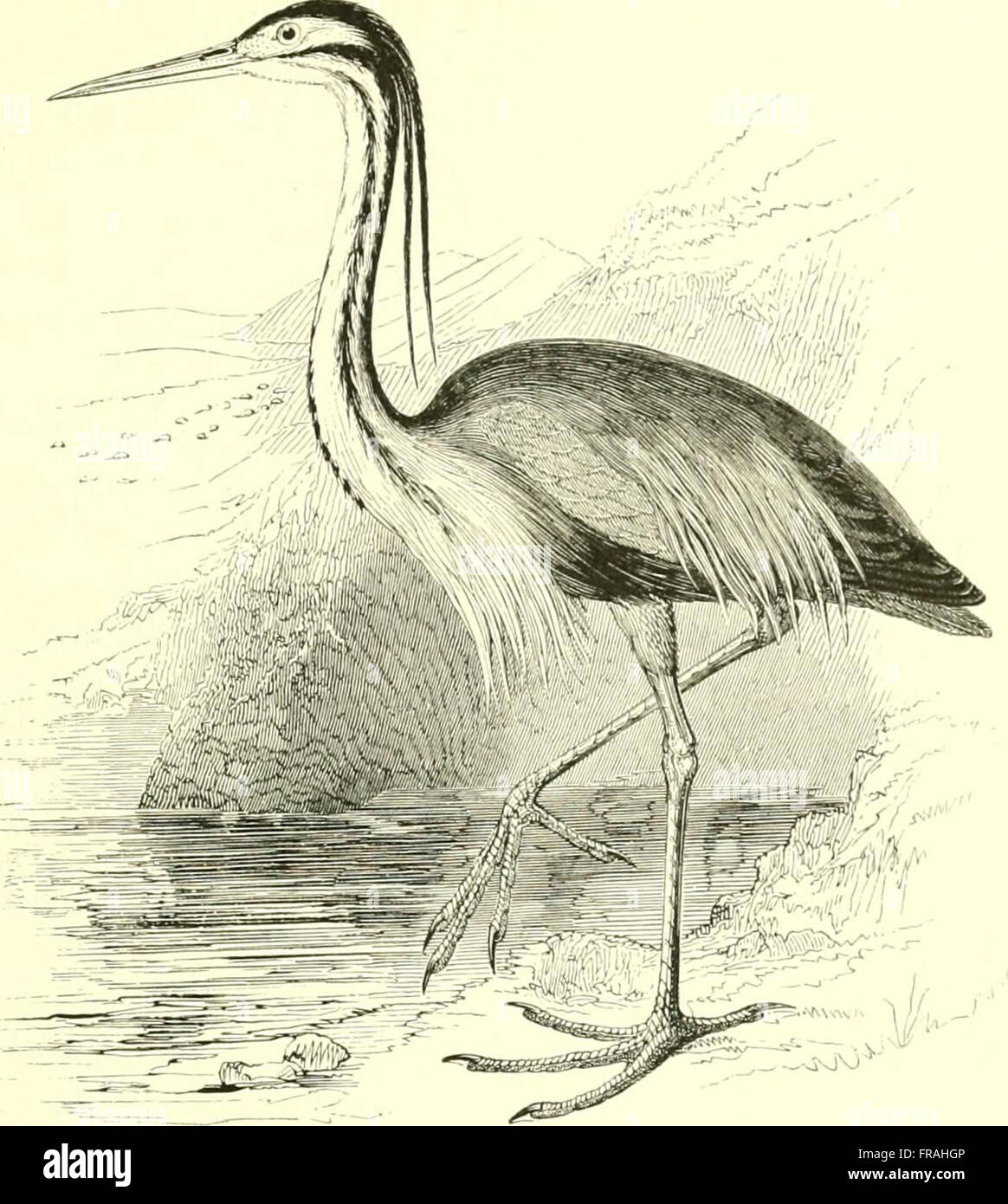 'An Illustrated Manual of British Birds' (1889) is a comprehensive ...