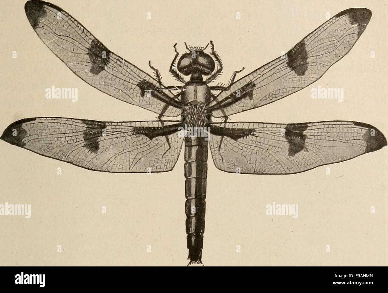 'Animal Studies' (1903) is a scientific work dedicated to the study of ...