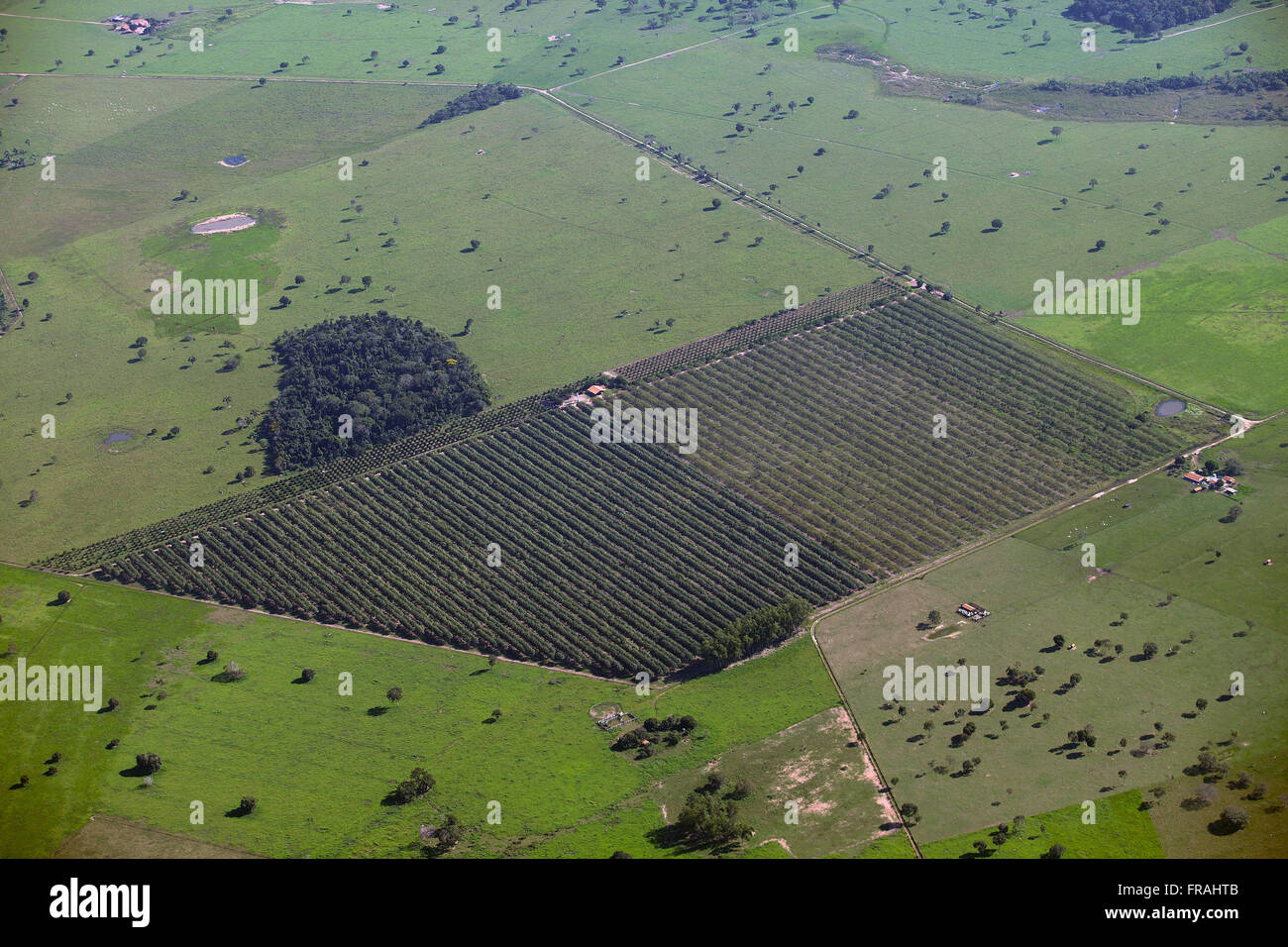 Teak plantation hi-res stock photography and images - Alamy