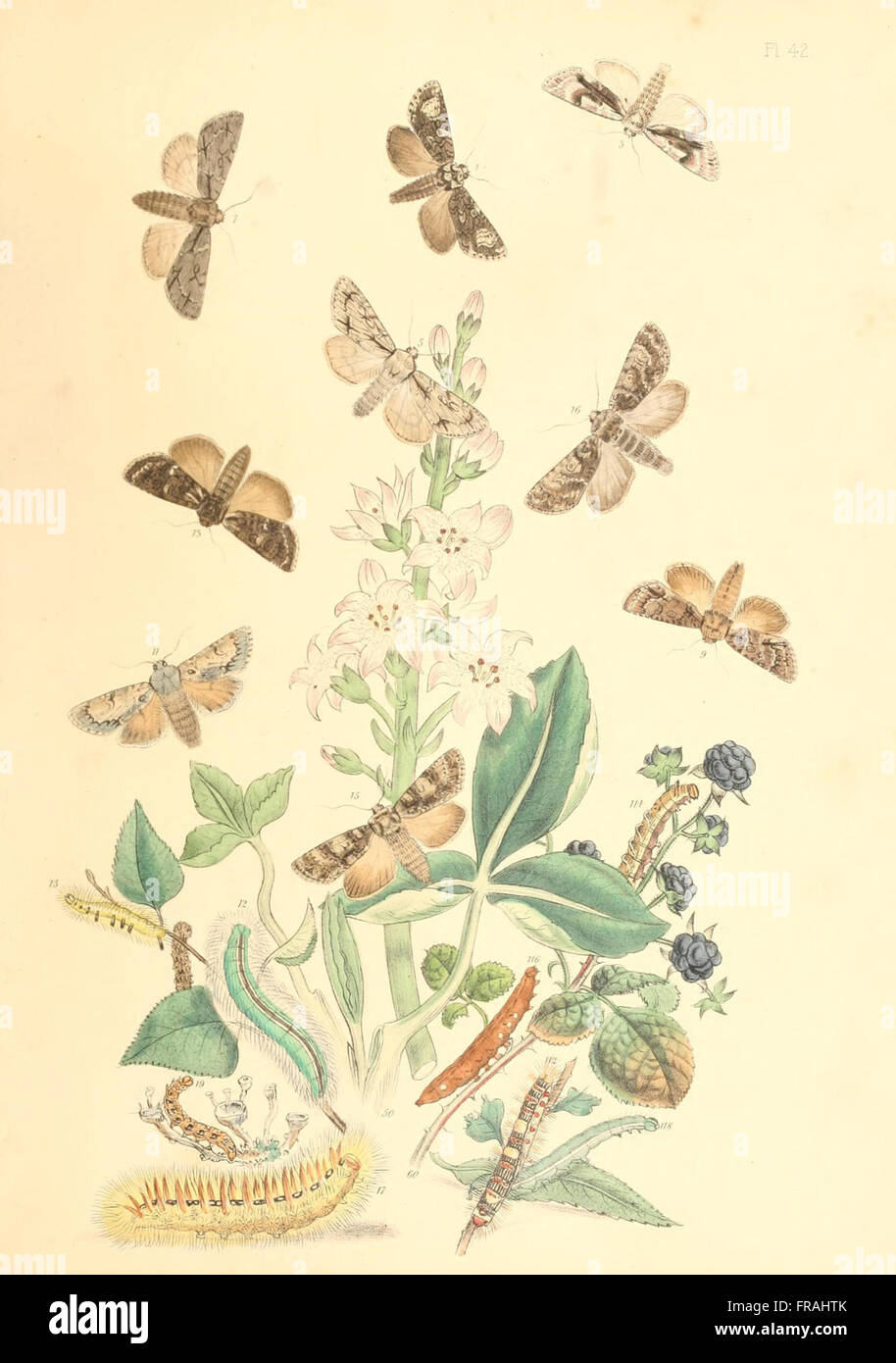 This work provides a detailed study of British moth species and their ...