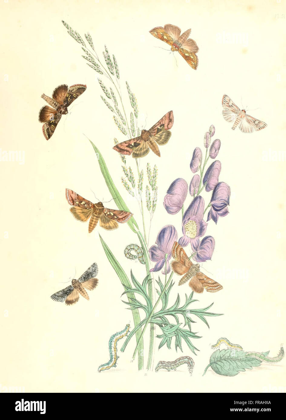 A detailed study of British moths, focusing on their lifecycle, species ...