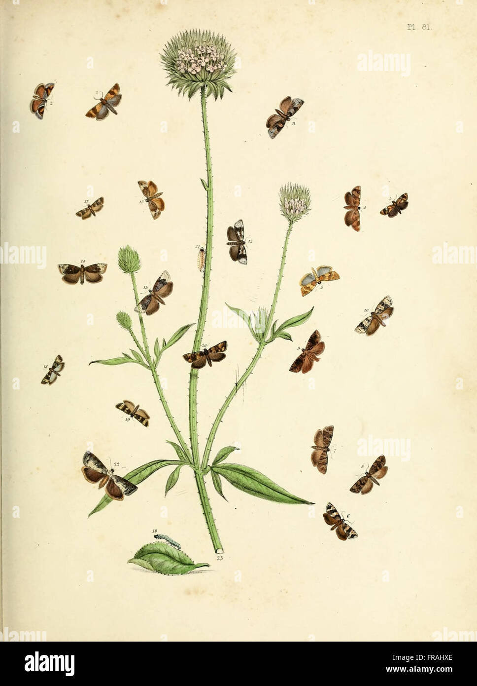 This illustration from *British Moths and Their Transformations ...