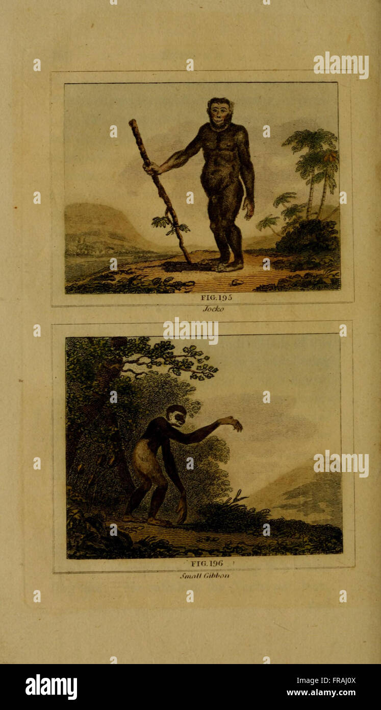 Buffon’s Natural History features illustrations and descriptions of ...