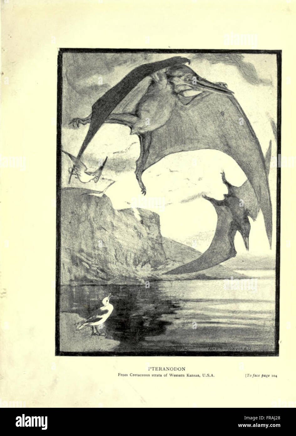 This plate from a scientific study illustrates evolutionary changes in ...