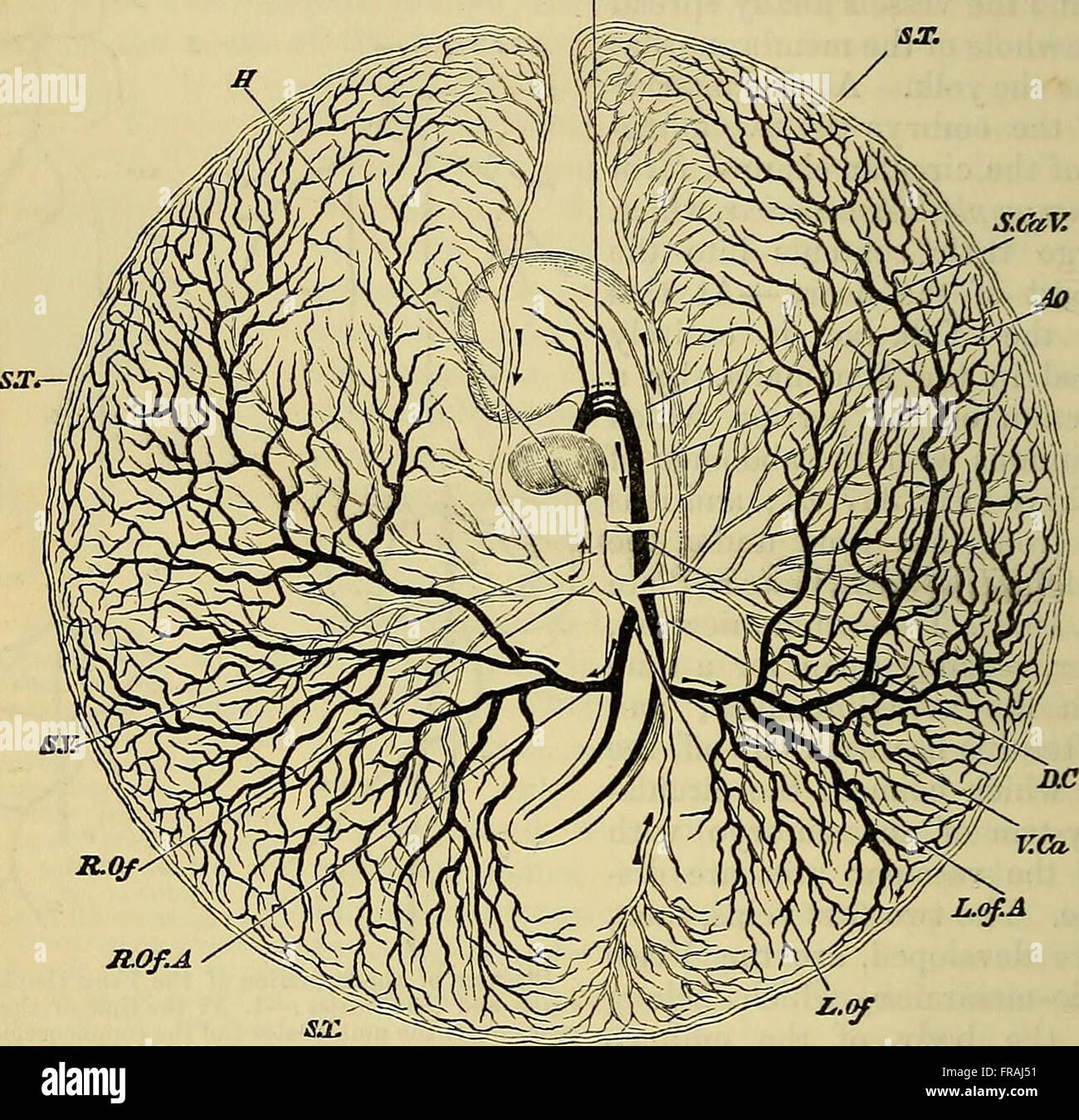 This 1881 work by William Benjamin Carpenter outlines the principles of ...