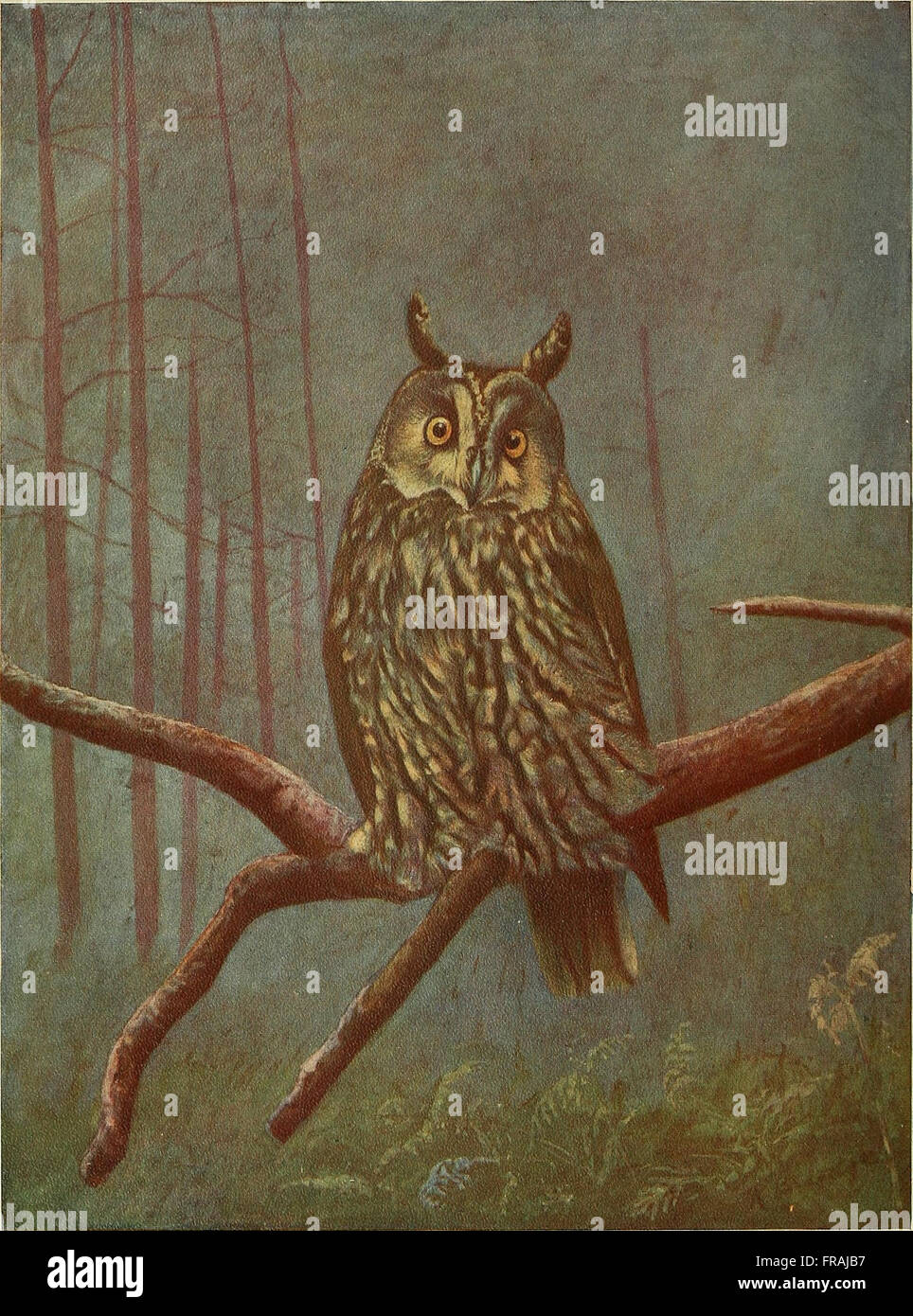 A 1902 natural history magazine covering a wide range of topics in ...