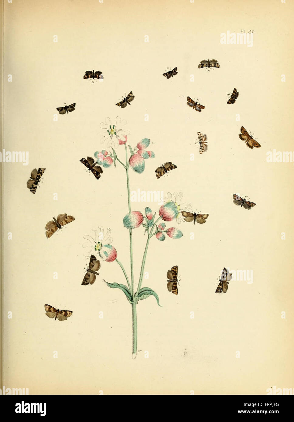 This work illustrates British moth species and their developmental ...