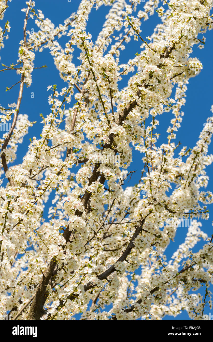 Cherry blossom atmosphere hi-res stock photography and images - Alamy