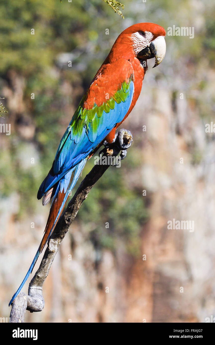 Scarlet Macaw Large - Ara chloropterus inn branch Stock Photo - Alamy