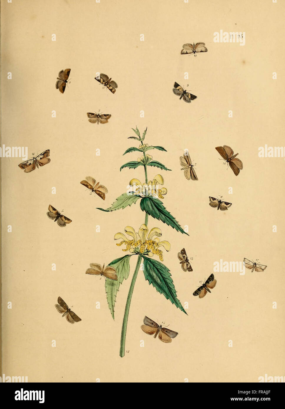 This work covers the life cycles and transformations of British moth ...