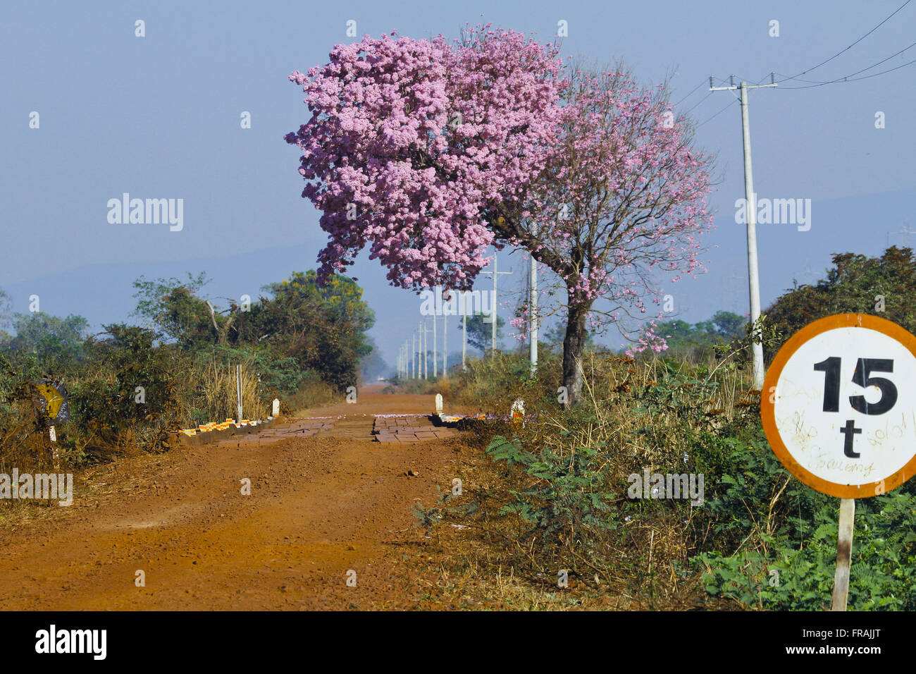 Ipe tree hi-res stock photography and images - Alamy