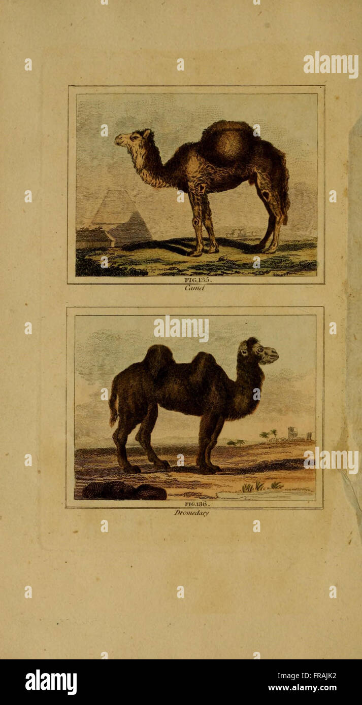 *Buffon's Natural History* (Figs. 135-136) presents illustrations and ...