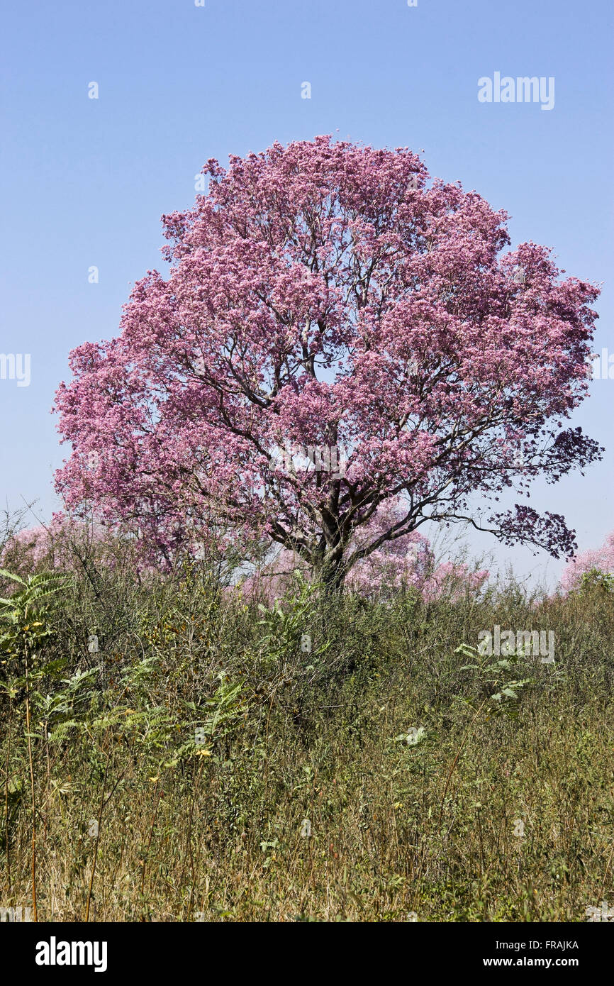 ipe tree-purple blooming amid vegetation in the Pantanal Park Road ...