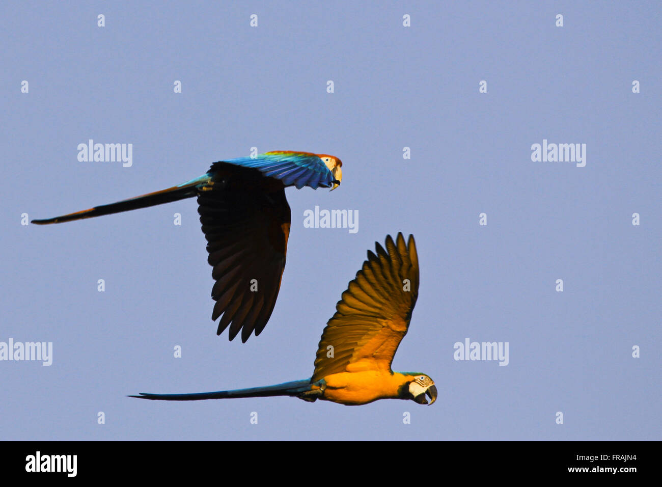 Scarlet macaw flying hi-res stock photography and images - Alamy