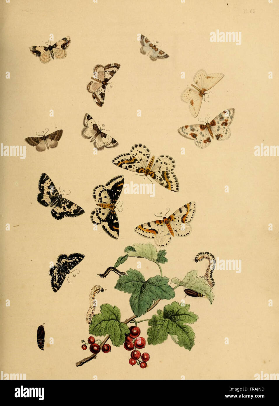 British moths and their transformations (Pl. 65 Stock Photo - Alamy