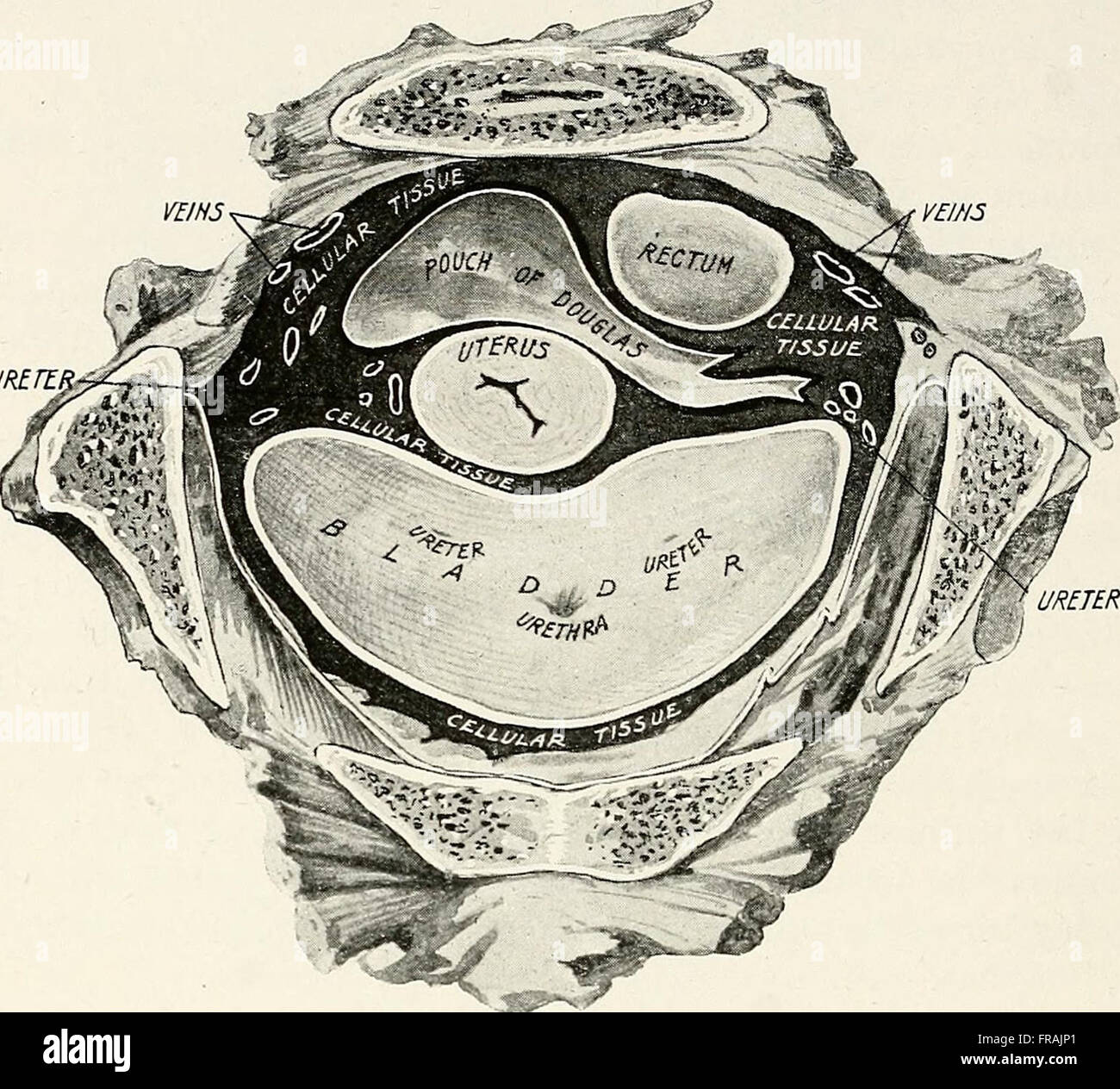 Gynaecology drawing hi-res stock photography and images - Alamy