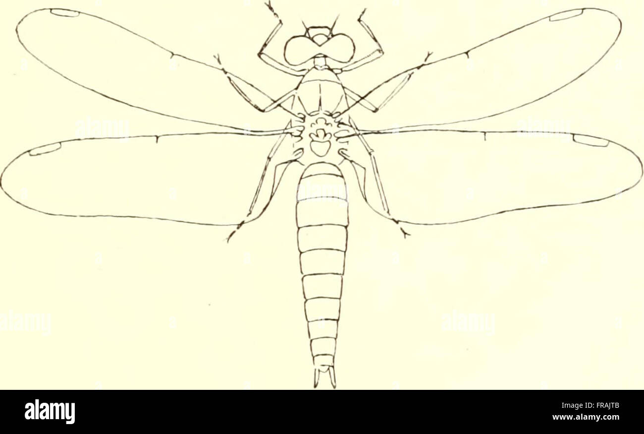*British Dragonflies (Odonata)* (1900) is a comprehensive guide to the ...